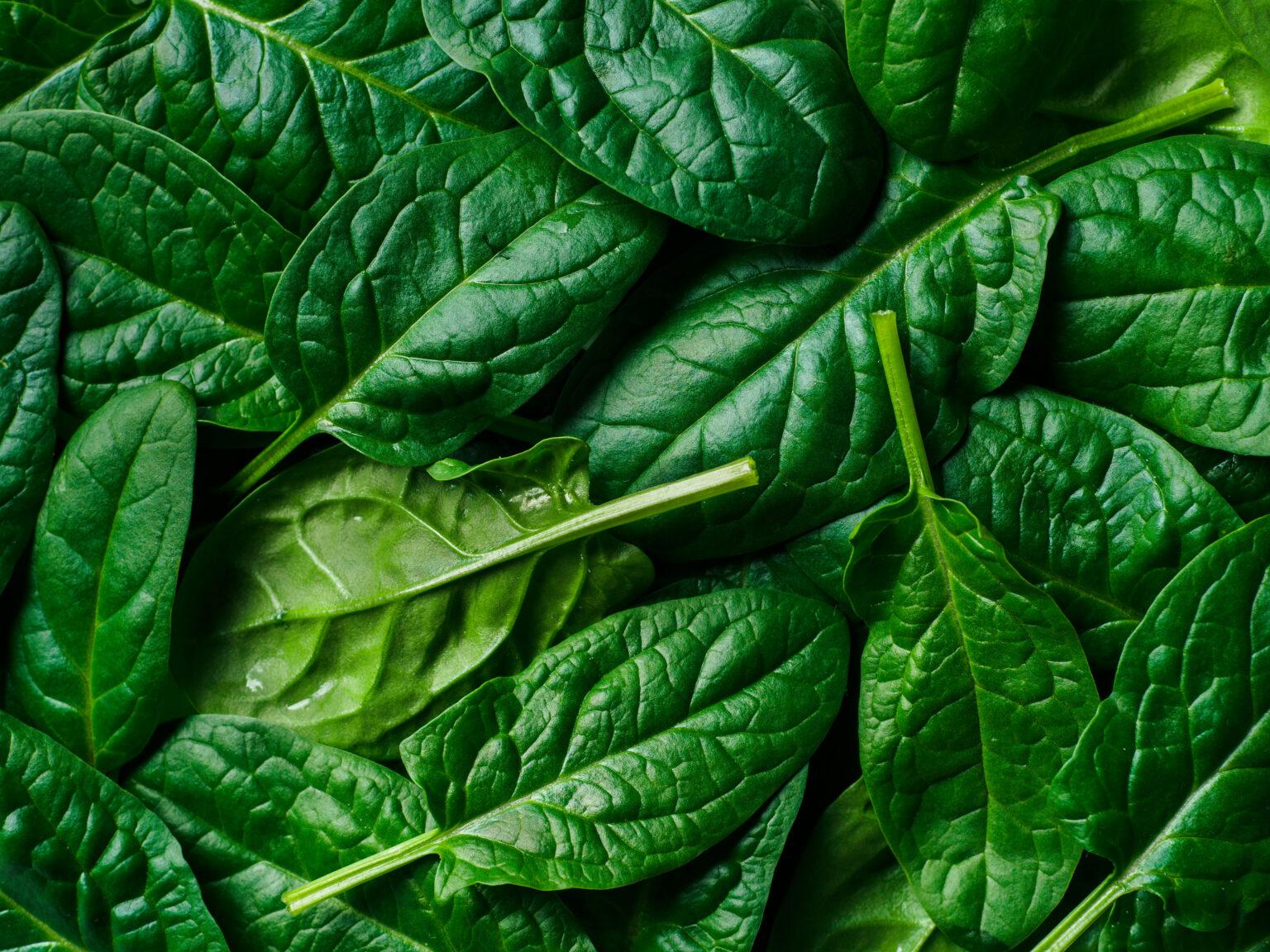 7 Jenis Sayuran Hidroponik Yang Mudah Untuk Ditanam - Kebun Pintar Blog